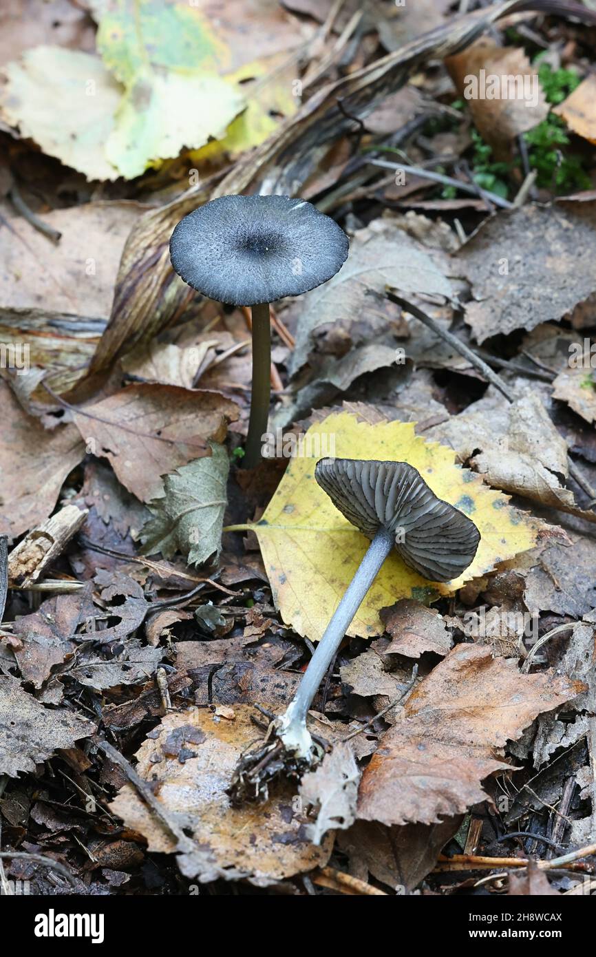 Leptonia serrulata hi-res stock photography and images - Alamy