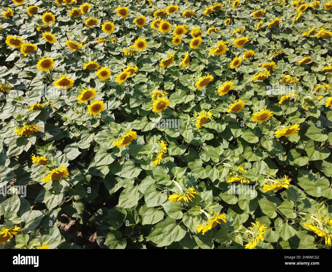 Sunflower flowers in the field, top view Stock Photo - Alamy
