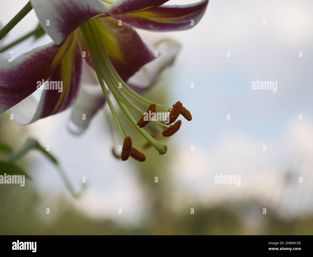 One large lily flower taken in close-up. A beautiful flower on a blurry ...