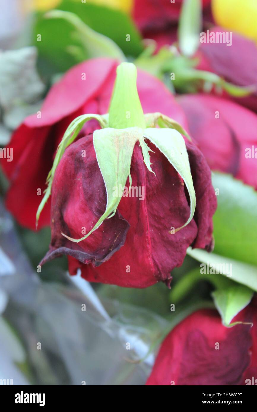 Beautiful bouquet of old withering red roses and flowers Stock Photo ...
