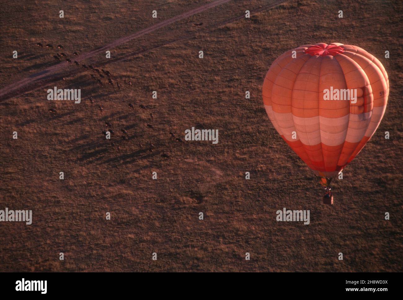 Hot air balloon flying over the great wildebeest migration, Masai Mara ...