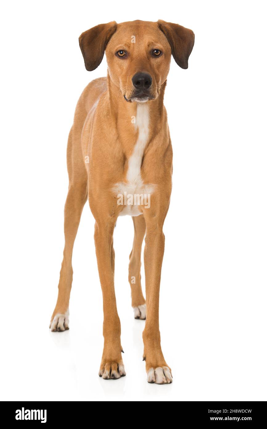 Big cross breed dog isolated on white Stock Photo - Alamy