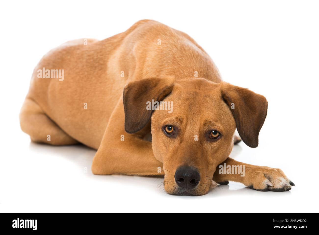 Big cross breed dog isolated on white Stock Photo - Alamy