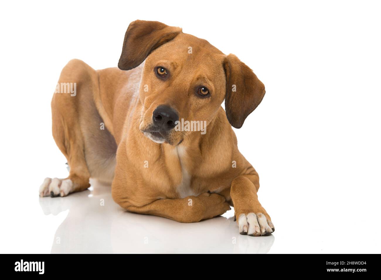 Big cross breed dog isolated on white Stock Photo - Alamy