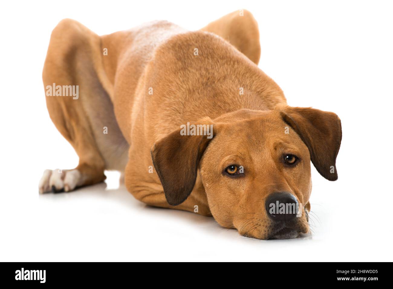Big cross breed dog isolated on white Stock Photo - Alamy