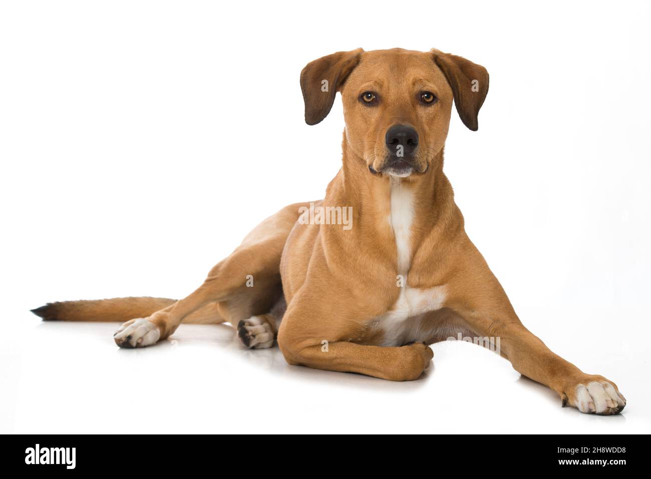 Big cross breed dog isolated on white Stock Photo - Alamy