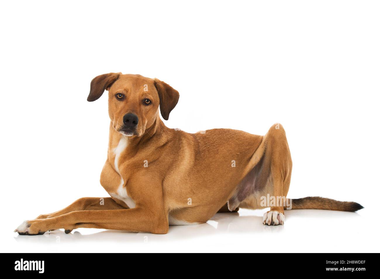 Big cross breed dog isolated on white Stock Photo - Alamy