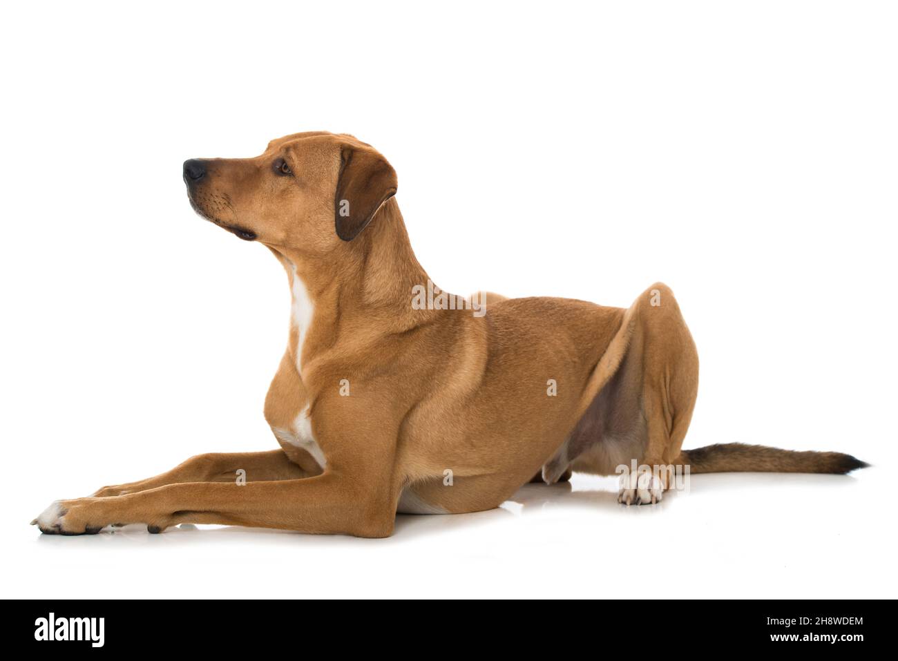 Big cross breed dog isolated on white Stock Photo - Alamy