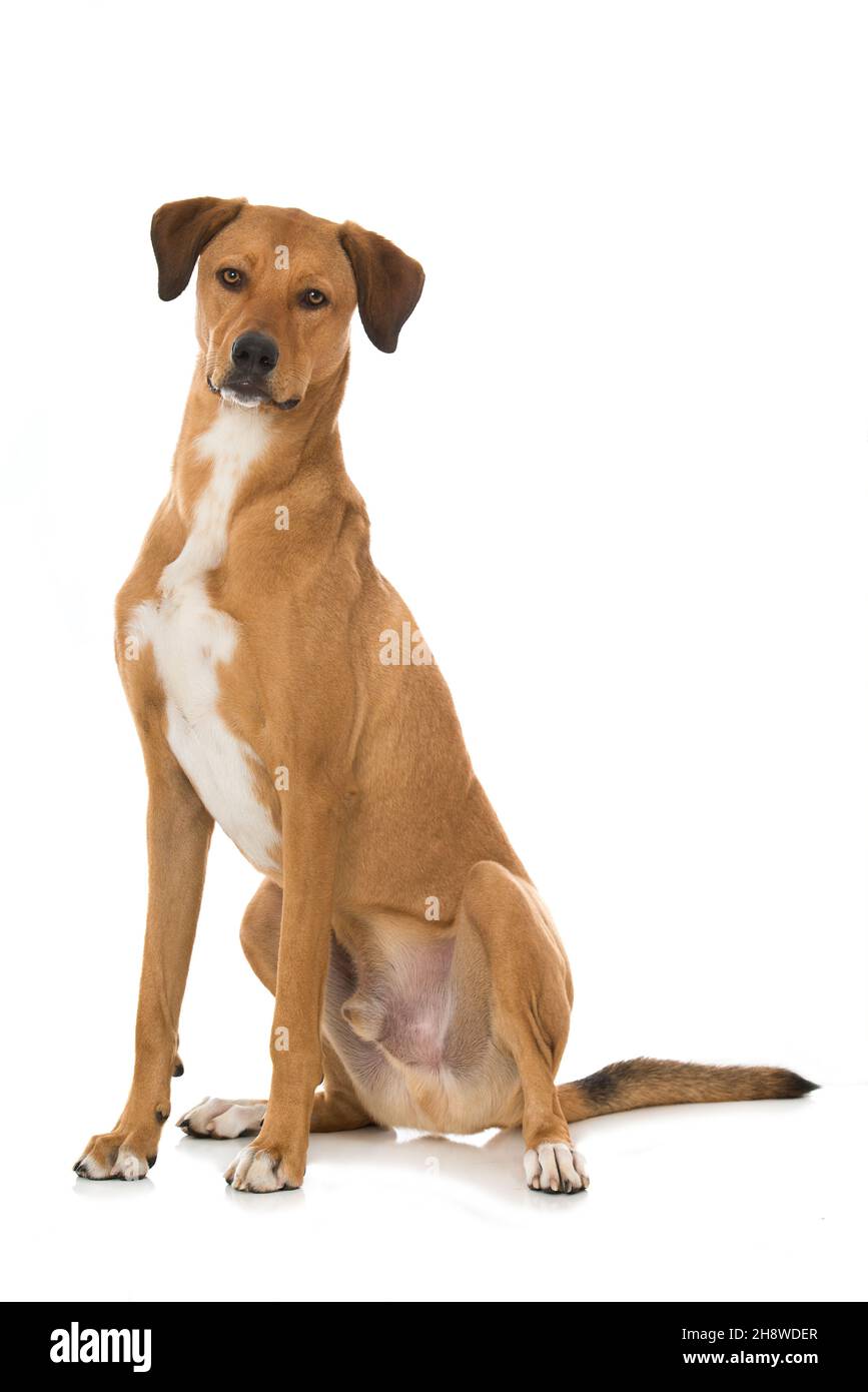 Big cross breed dog isolated on white Stock Photo - Alamy