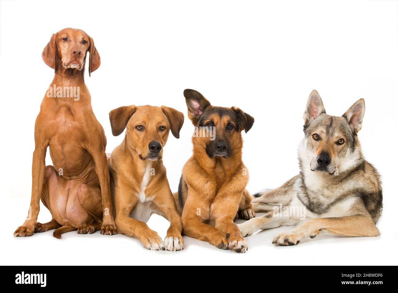 Four dogs isolated on white Stock Photo - Alamy