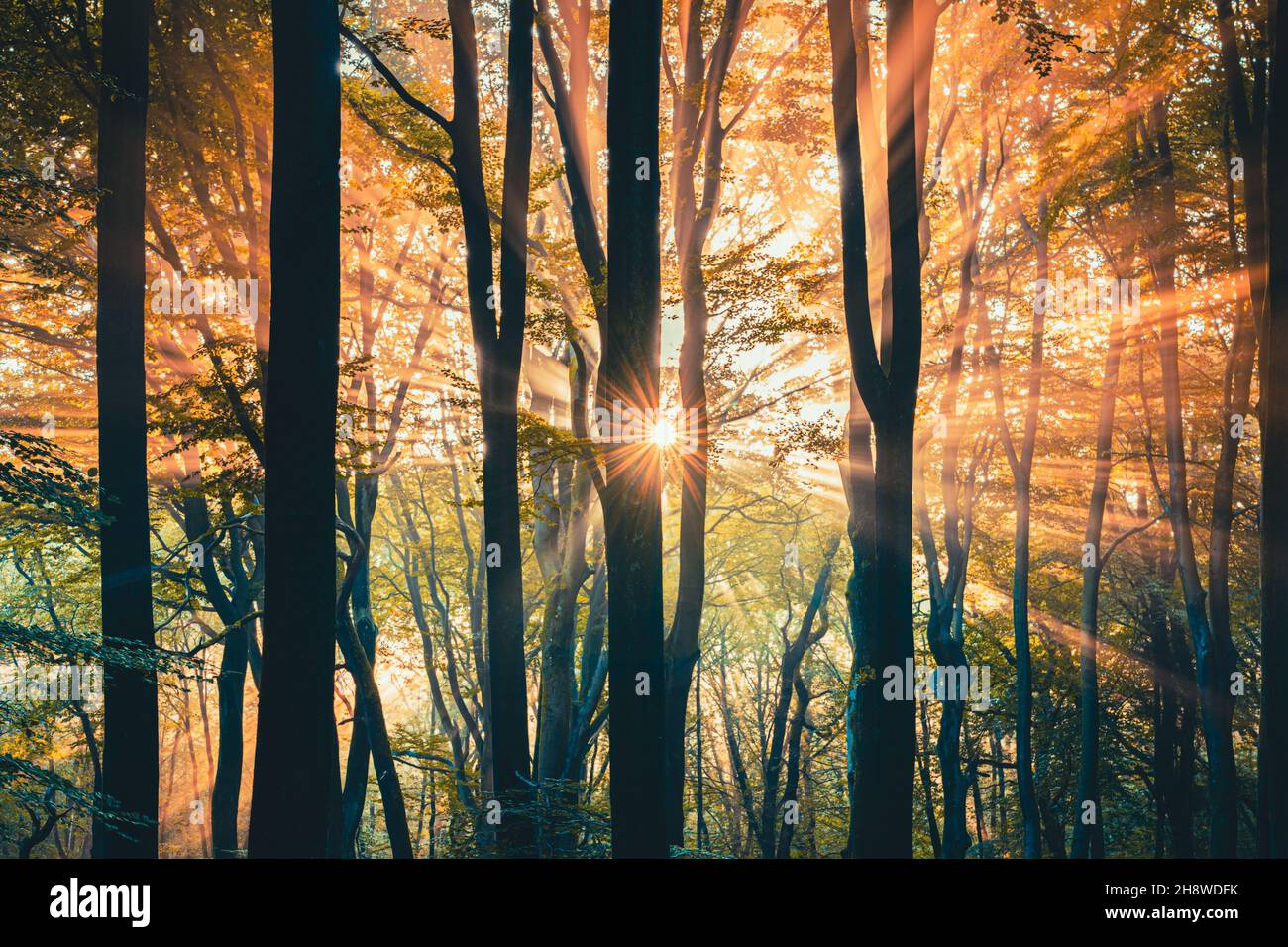 Beautiful view of the morning light penetrating through the tree ...
