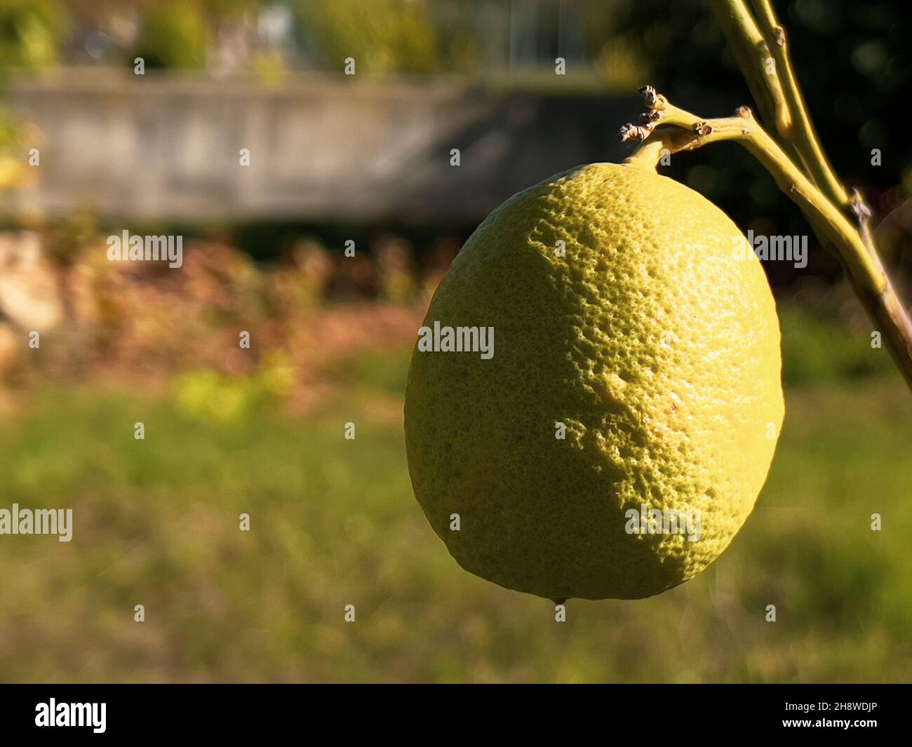 fresh lemons on lemon tree branch at sunset Stock Photo - Alamy
