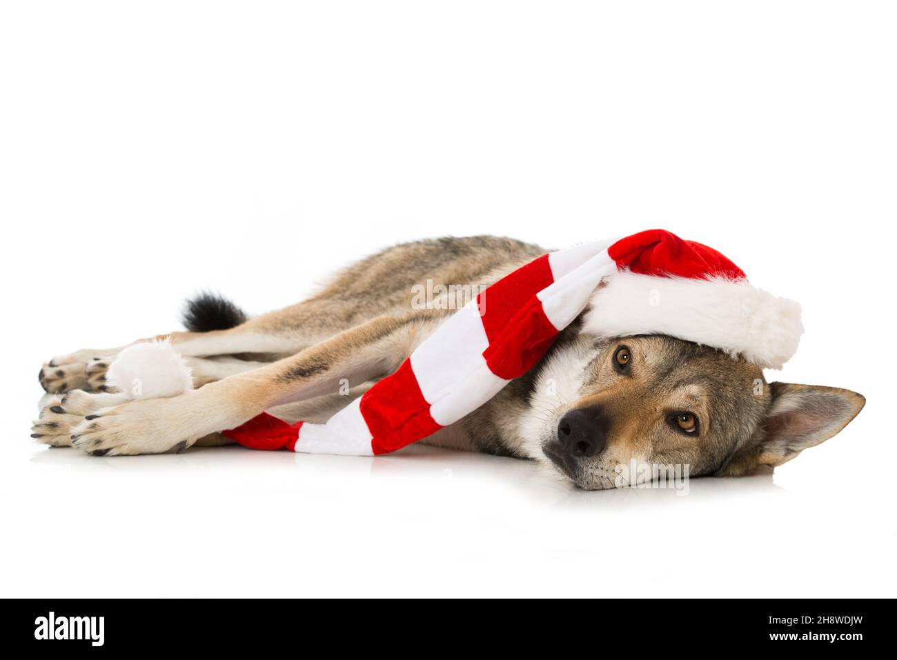 Dog with santa hat isolated Stock Photo - Alamy