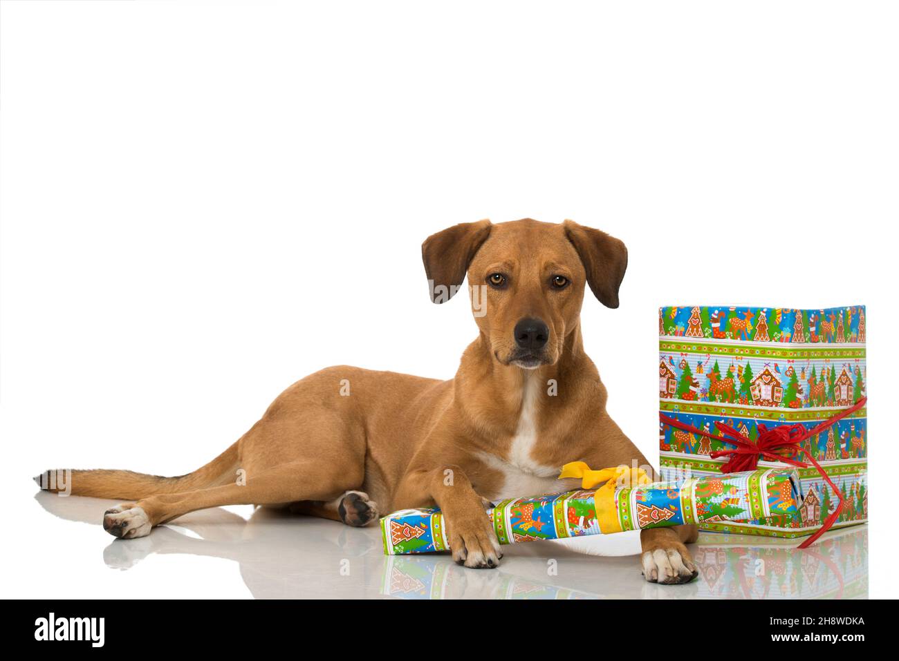 Big cross breed dog and a kitten Stock Photo - Alamy