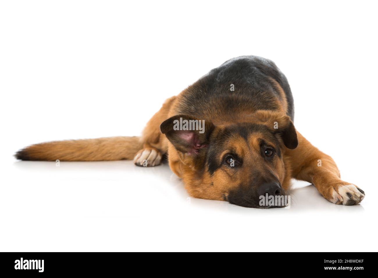 Big cross breed dog Cut Out Stock Images & Pictures - Alamy