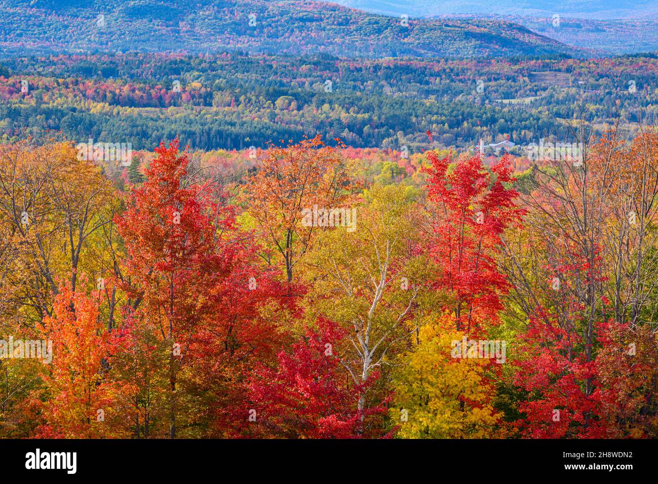 Autumn foliage in the deciduous forest on New England hillsides, White ...