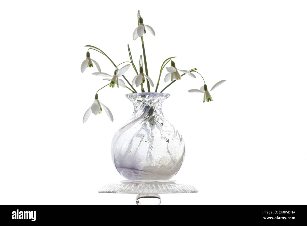English snowdrops Cut Out Stock Images & Pictures - Alamy