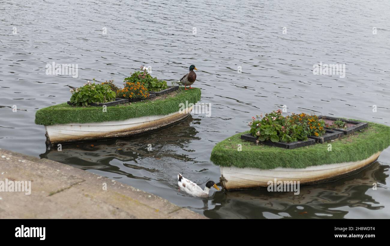 two boats being repurpoused as floating garden with flowers and foliage ...