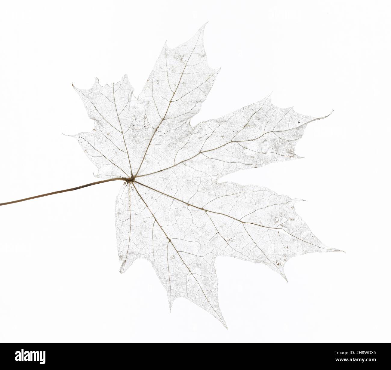 Skeleton leaf hi-res stock photography and images - Alamy