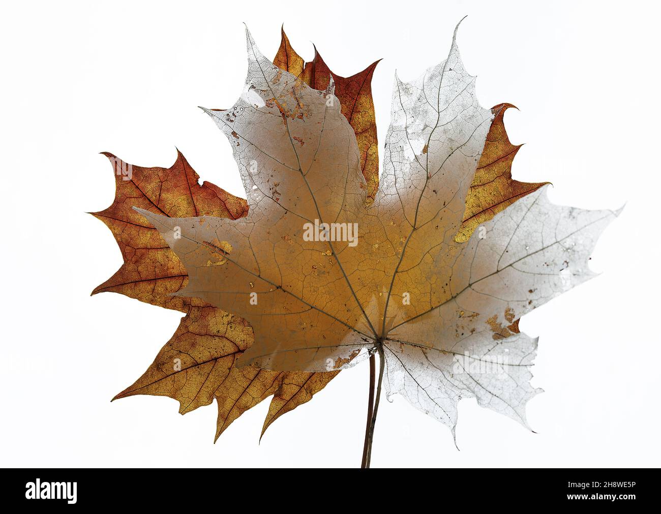 Skeleton of leaf hi-res stock photography and images - Alamy