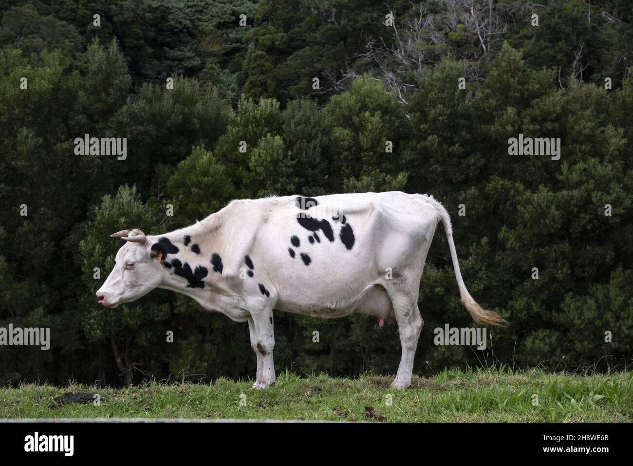 White cow with black spots in a field Stock Photo - Alamy