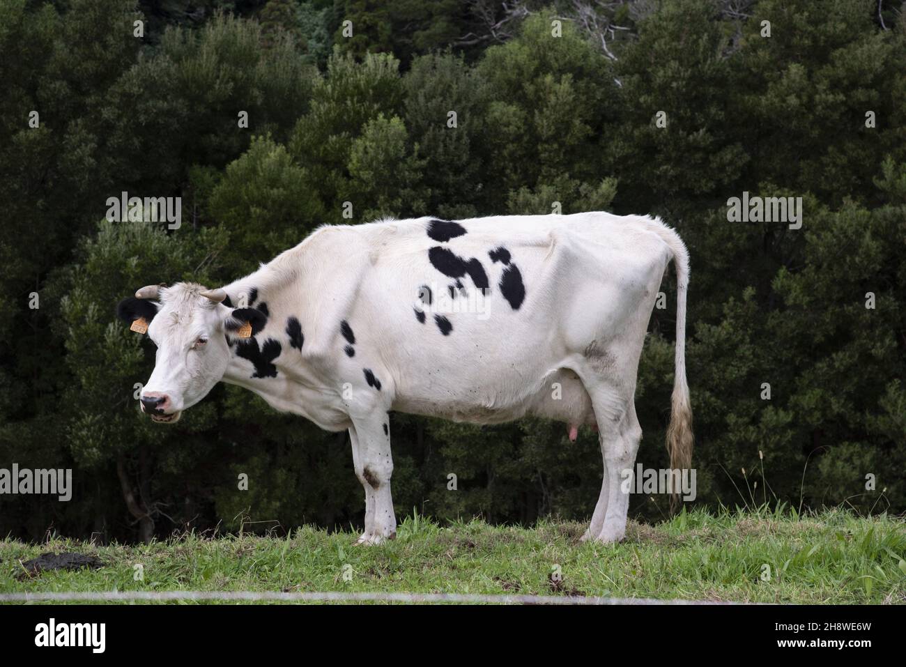 White cow with black spots in a field Stock Photo - Alamy