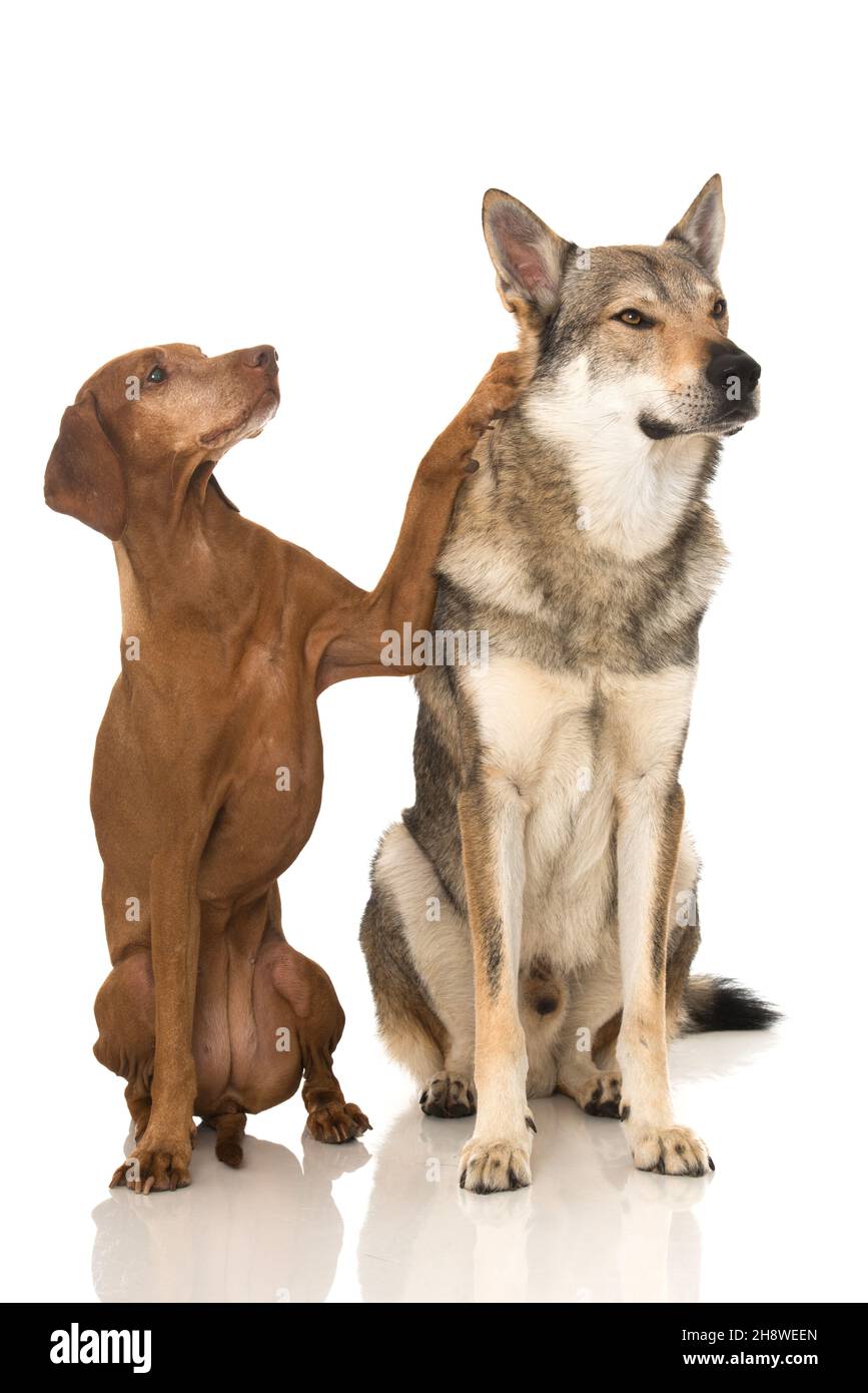 Two dogs isolated on white background Stock Photo - Alamy