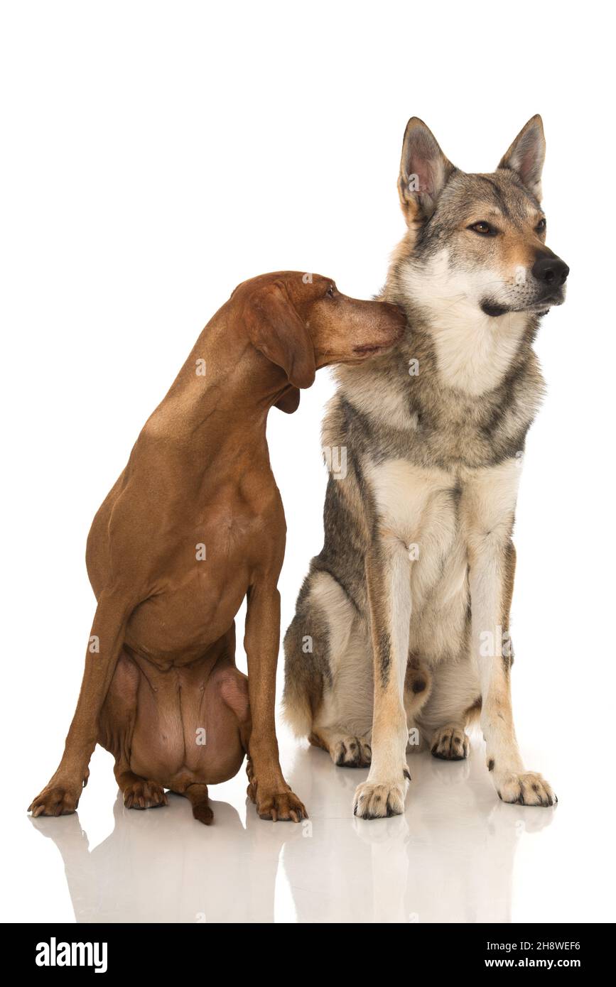 Two dogs isolated on white background Stock Photo - Alamy