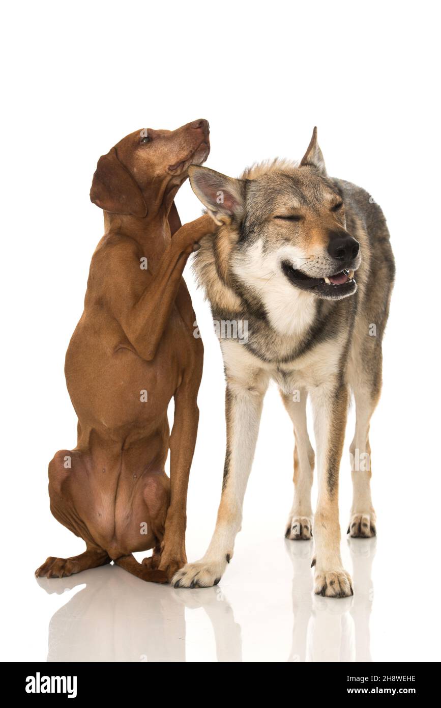 Two dogs isolated on white background Stock Photo - Alamy