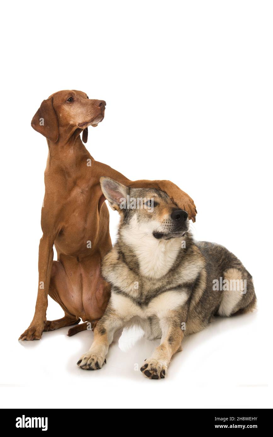 Two dogs isolated on white background Stock Photo - Alamy