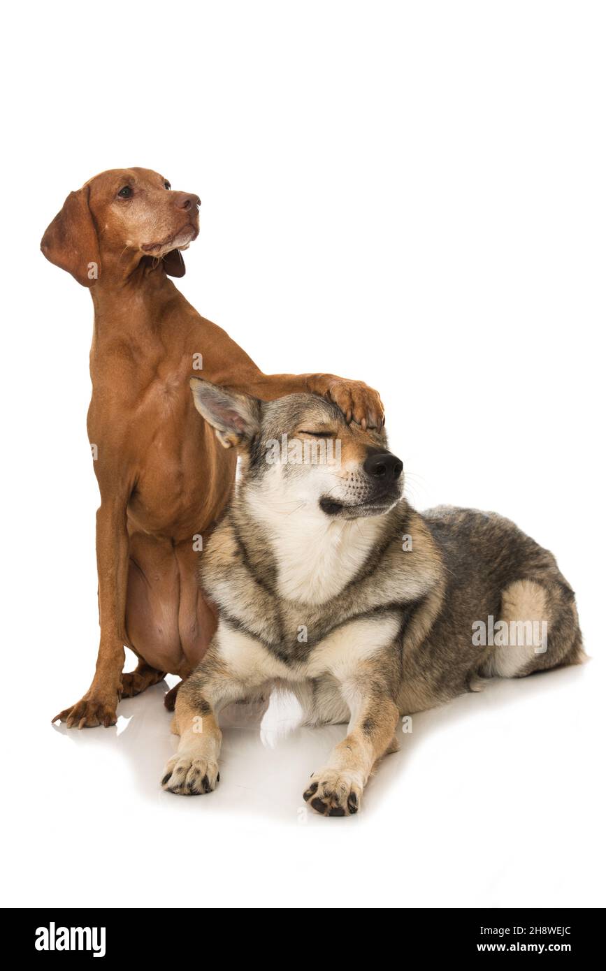 Two dogs isolated on white background Stock Photo - Alamy