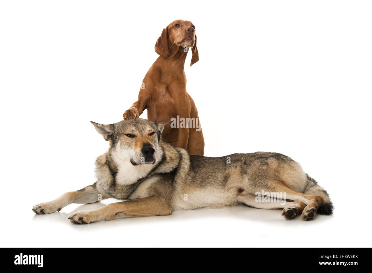 Two dogs isolated on white background Stock Photo - Alamy