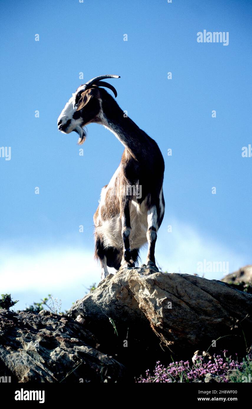 Goat staring at me hi-res stock photography and images - Alamy