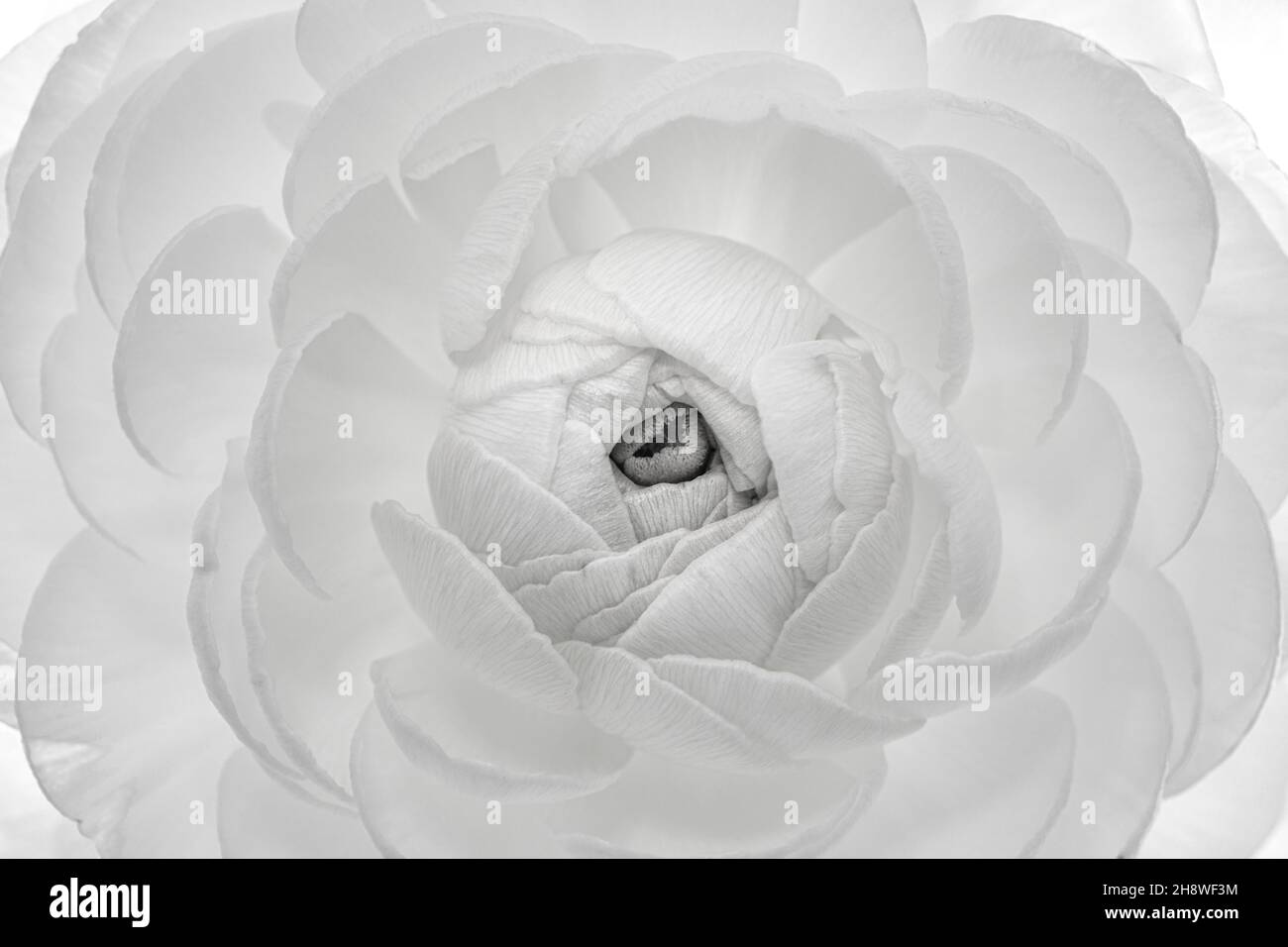 Ranunculus flower ranunculaceae hi-res stock photography and images - Alamy