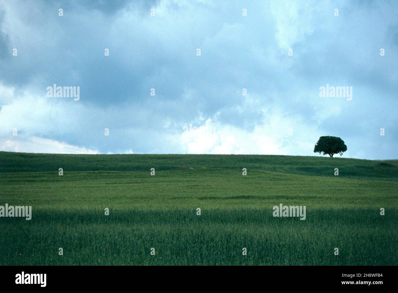 Green field with one tree Stock Photo - Alamy