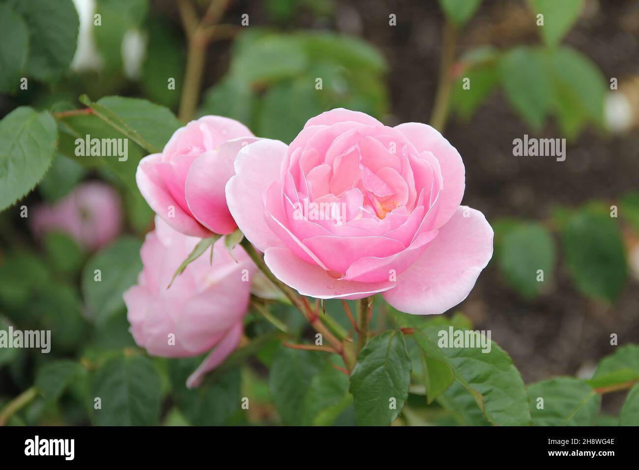 Beautiful pink roses in a garden in late spring Stock Photo - Alamy