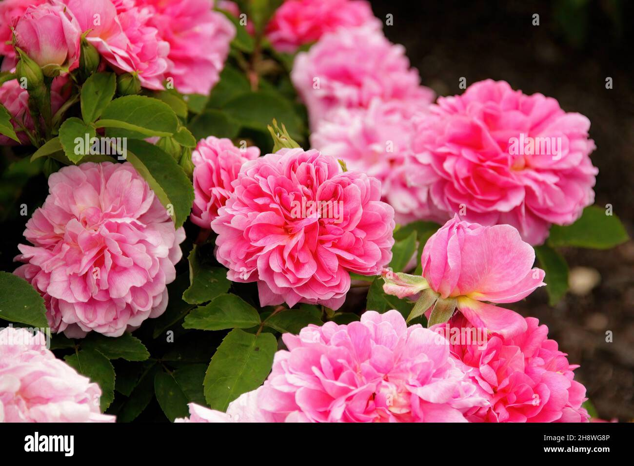 Beautiful pink roses in a garden in late spring Stock Photo - Alamy