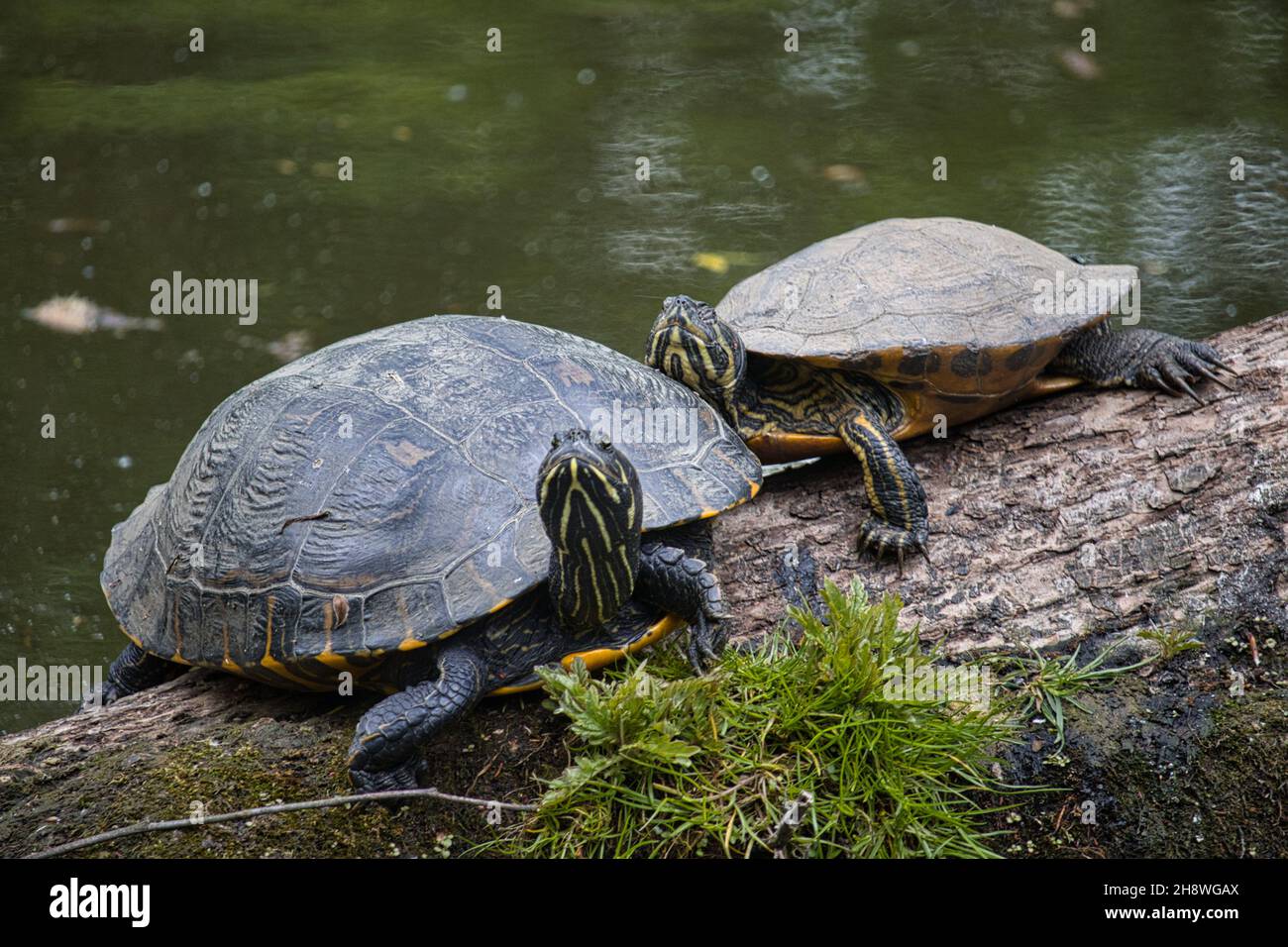 Two red eared sliders hi-res stock photography and images - Alamy