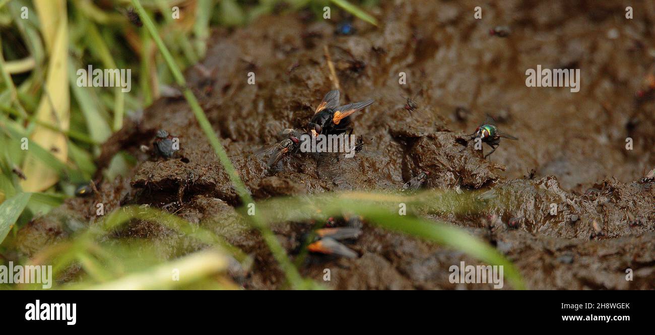 Flies on cow dung Stock Photo - Alamy