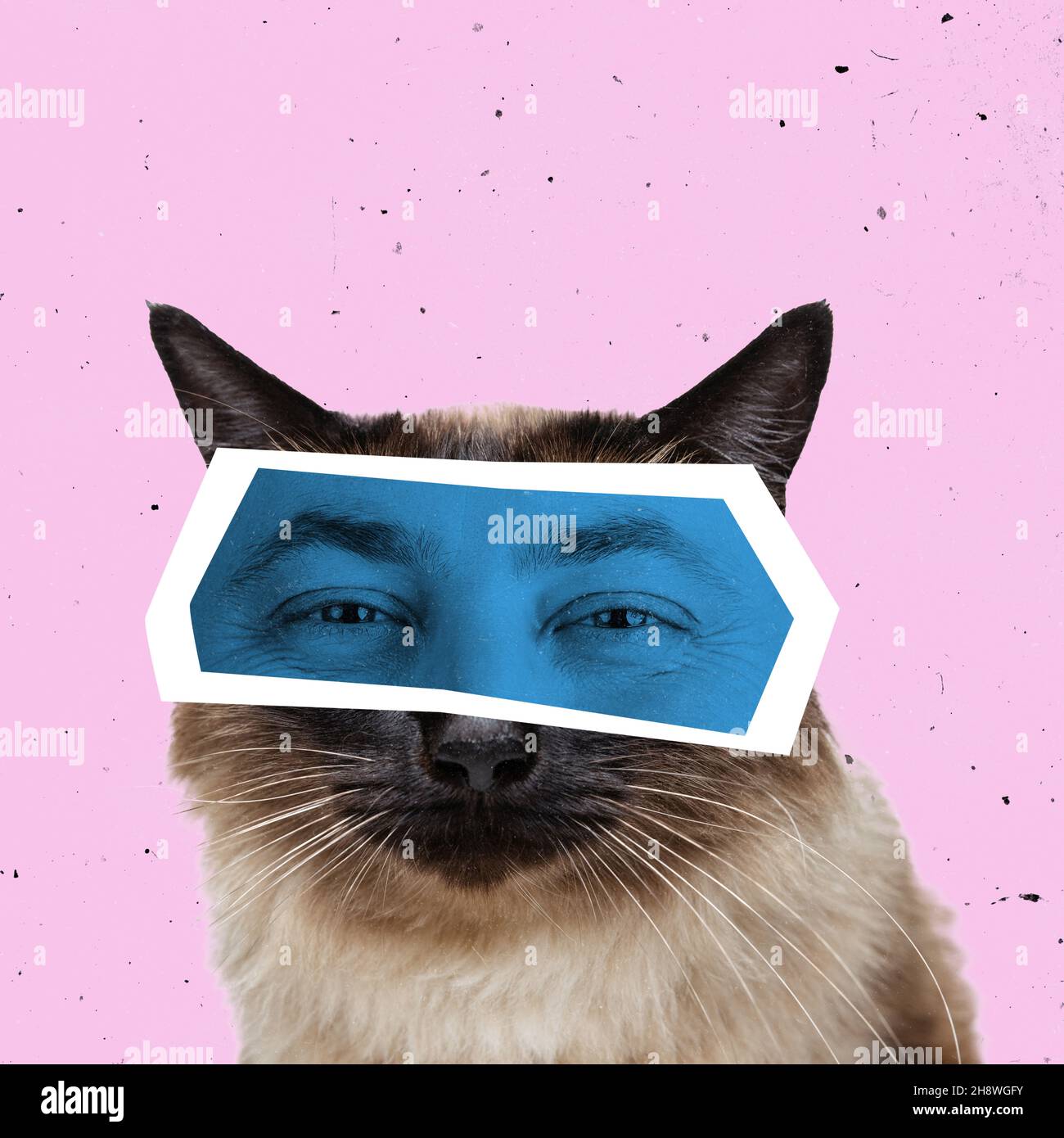 Contemporary art collage with portrait of fluffy Thai cat with male ...