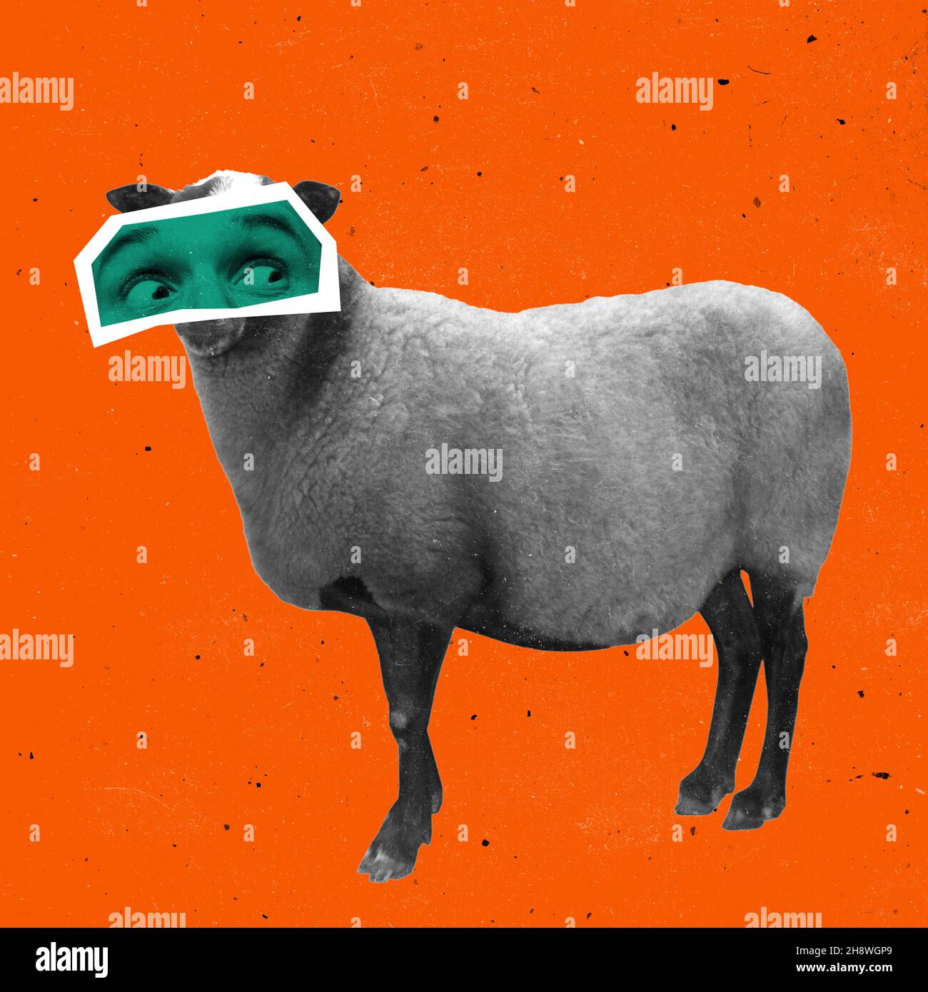 Contemporary art collage with black and white portrait of sheep with ...