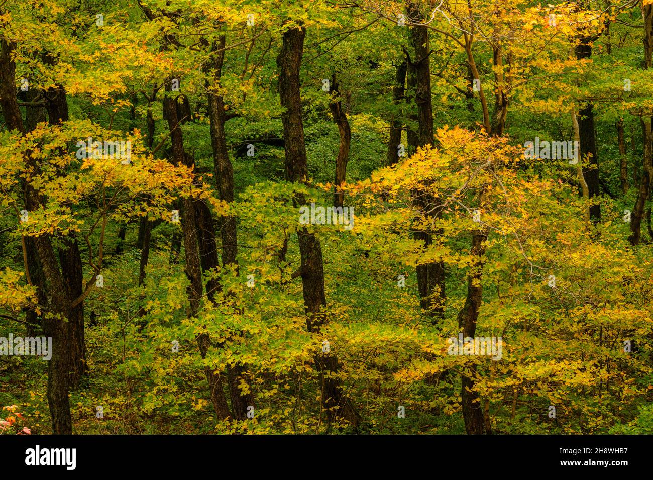 Autumn forest trees, Smuggler's Notch, Lamoille County, Vermont, USA ...