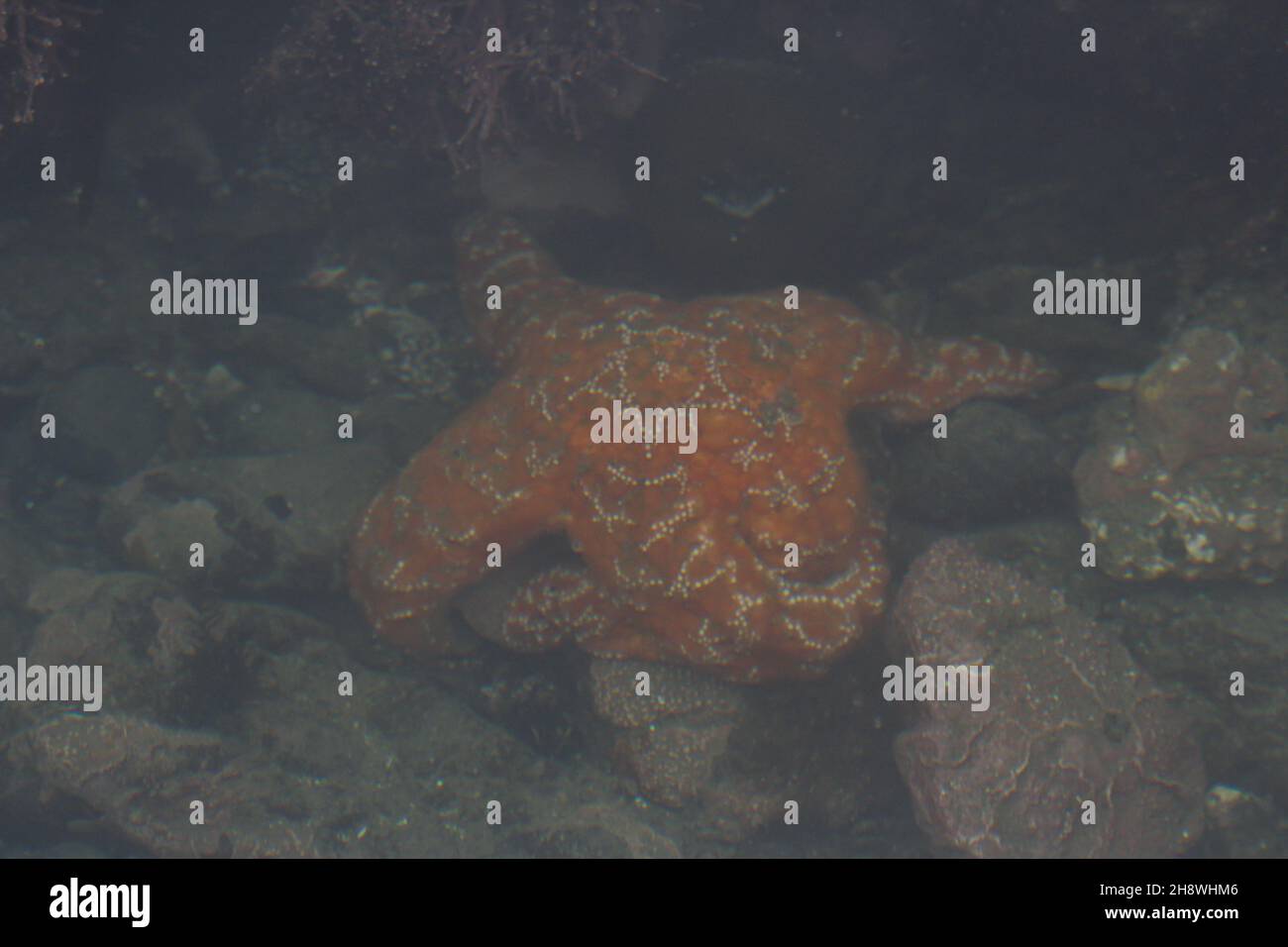 Star barnacle hi-res stock photography and images - Alamy