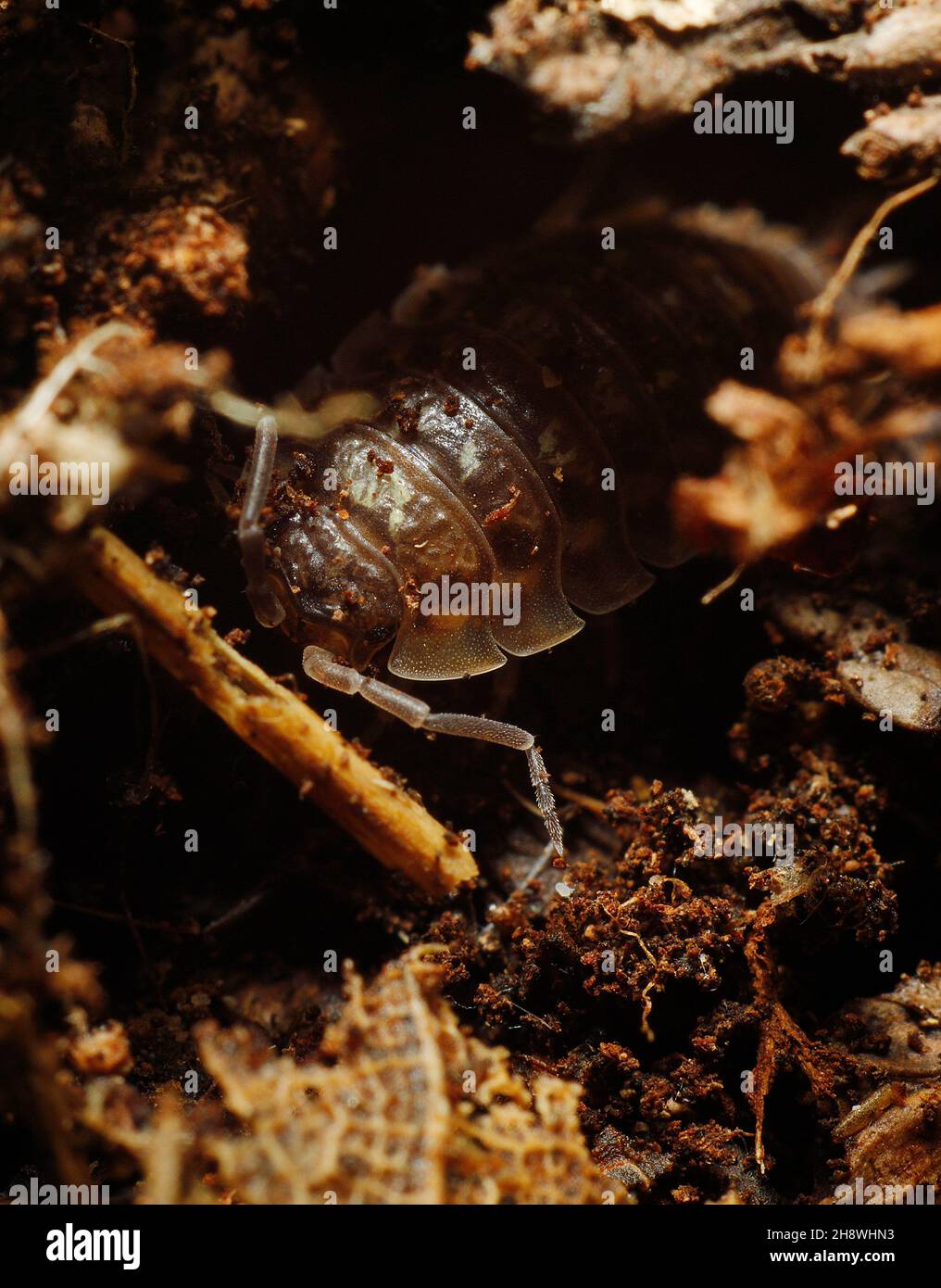 Wood lice hi-res stock photography and images - Alamy