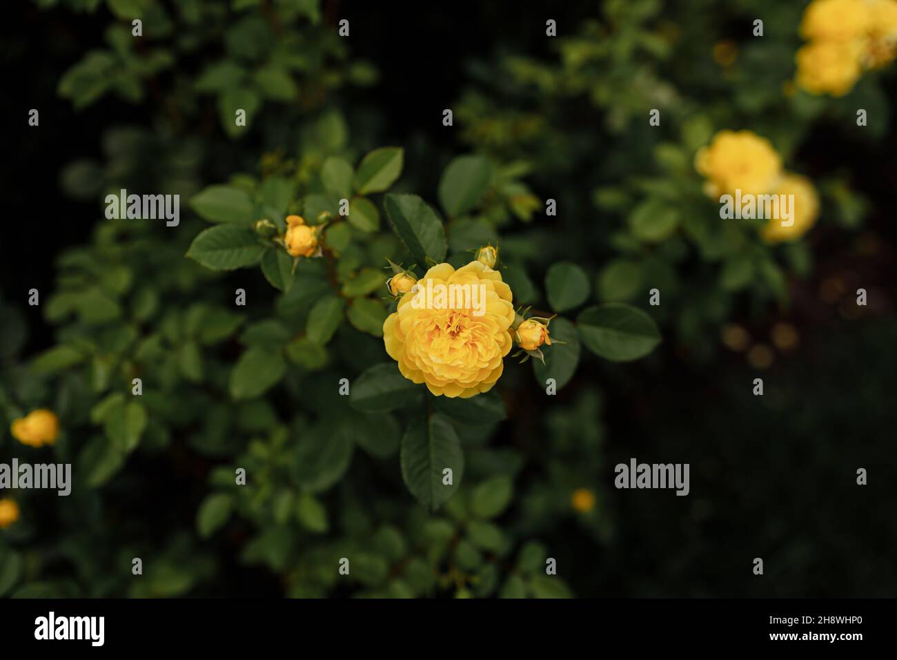 Yellow garden roses pattern close up. Beautiful yellow rose bush up ...