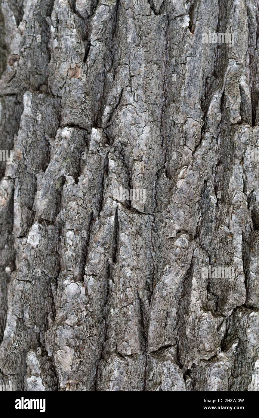 tree bark texture Background texture Stock Photo - Alamy