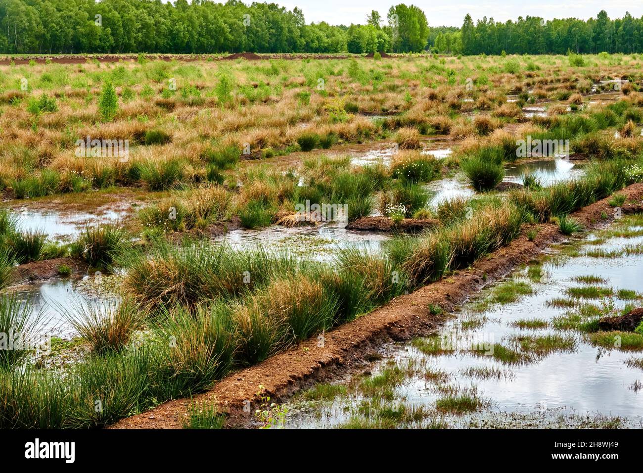 Water-filled drainage trenches in a moorland for draining for peat ...