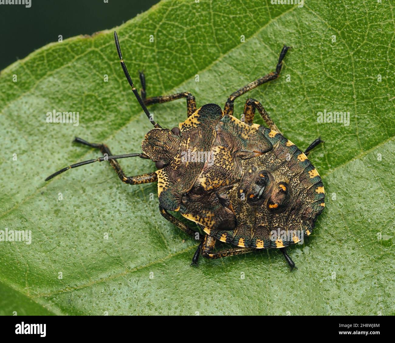 Dorsal view of Forest Shieldbug final instar nymph (Pentatoma rufipes ...