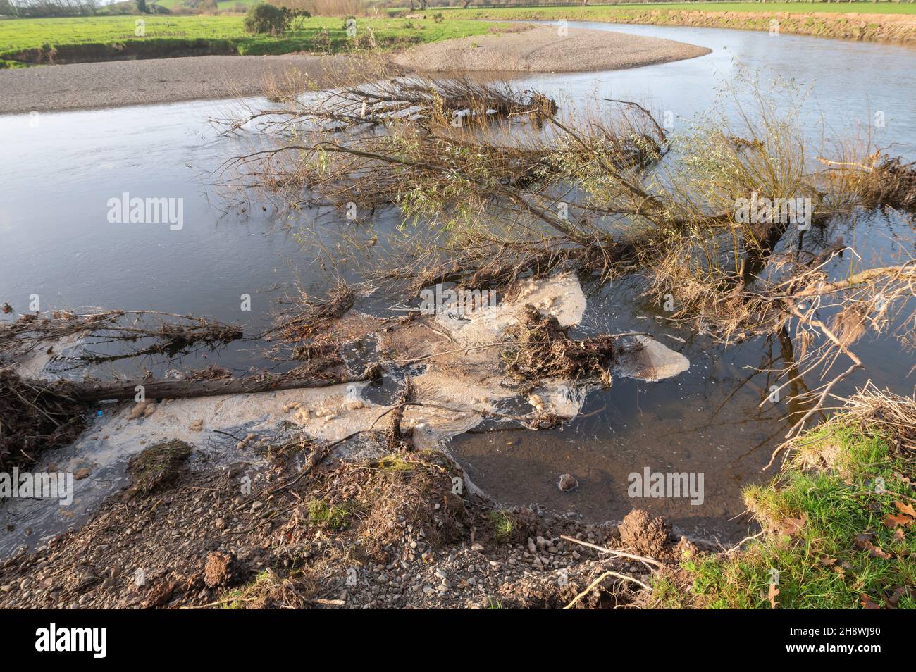 Foam trapped in willow trees and erosion of the bank of the River Towy ...