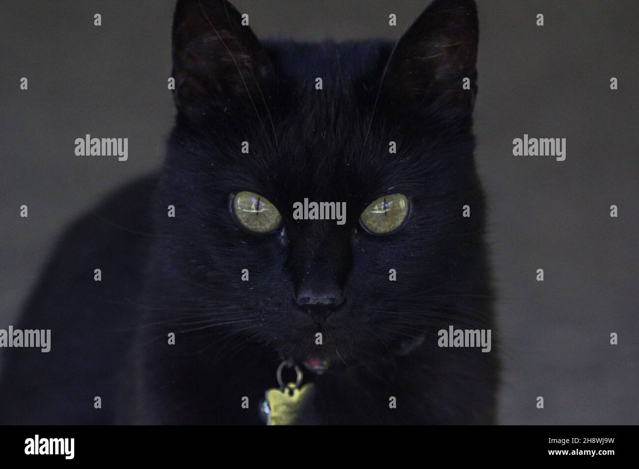 Closeup of a black cat with an intense look Stock Photo - Alamy